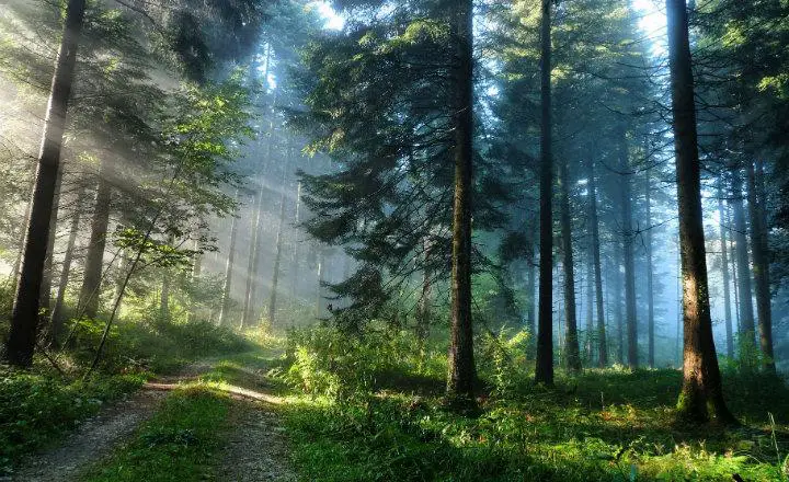 ¿qué Es Reserva Forestal Su Definición Y Significado [2023]