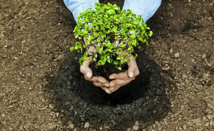 ¿Qué es Reforestación? - Su Definición, Concepto y Significado