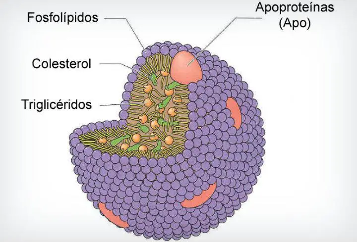 ¿Qué es Lipoproteínas? - Su Definición, Concepto y Significado